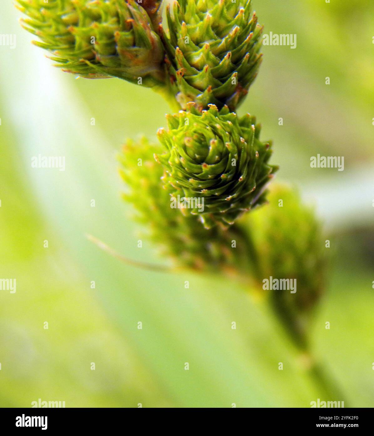 blunt broom sedge (Carex tribuloides Stock Photo - Alamy