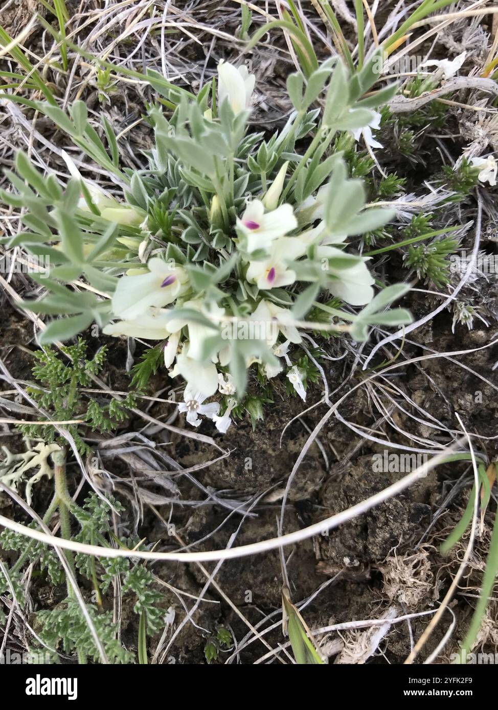 Threeleaf Milkvetch (Astragalus gilviflorus Stock Photo - Alamy