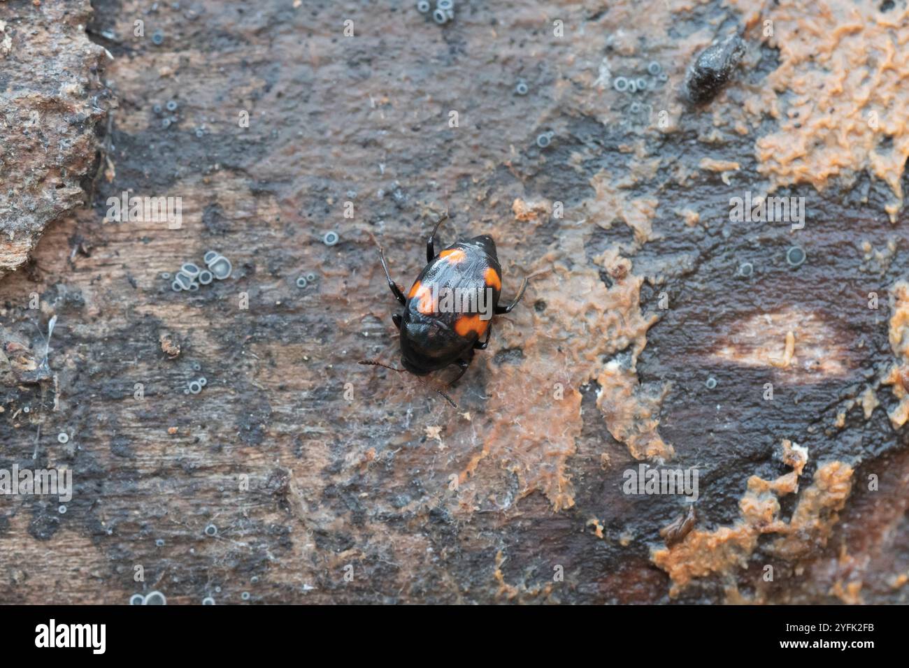 Orange-spotted Scaphidium (Scaphidium quadrimaculatum Stock Photo - Alamy