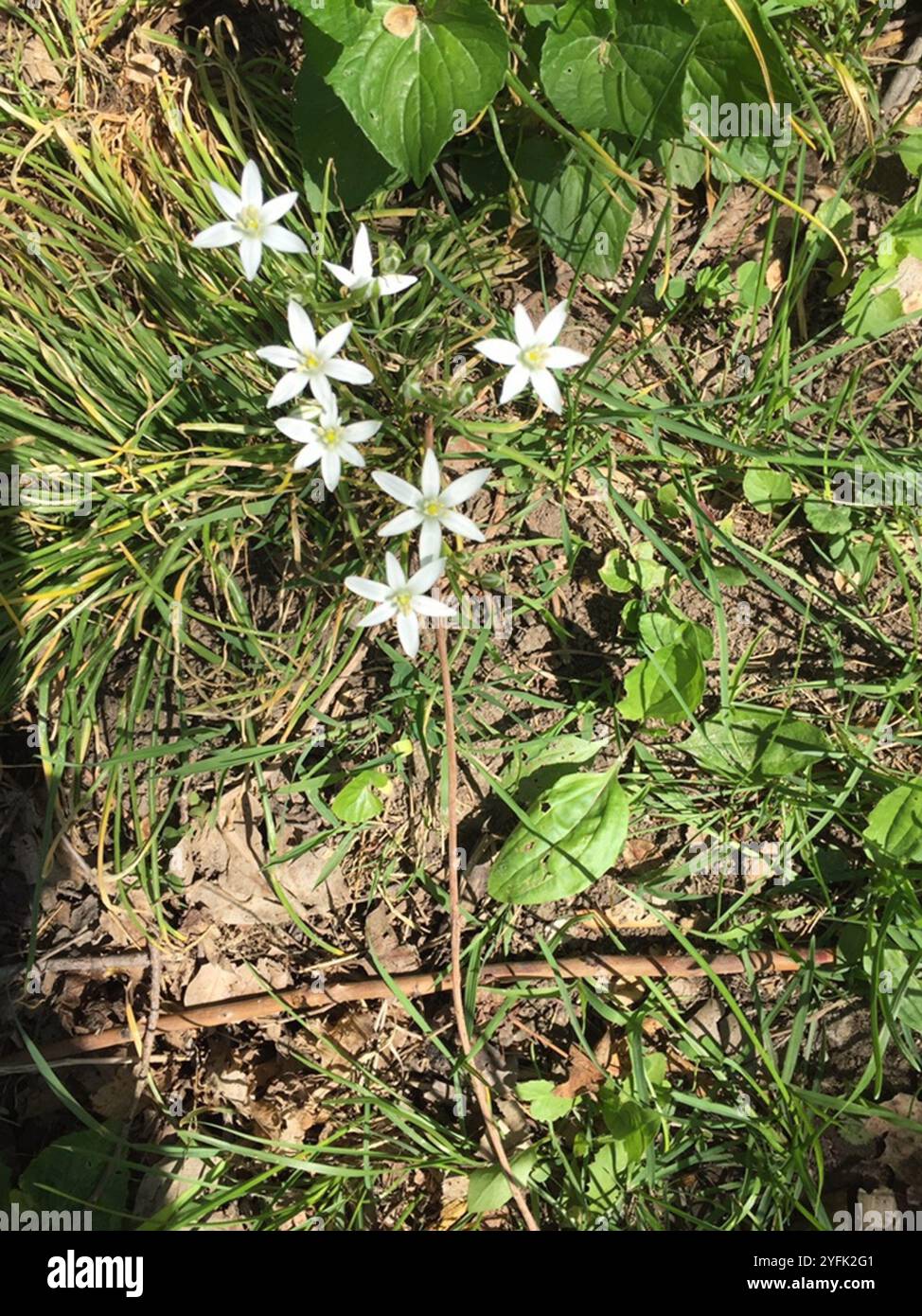 common star-of-Bethlehem (Ornithogalum umbellatum Stock Photo - Alamy