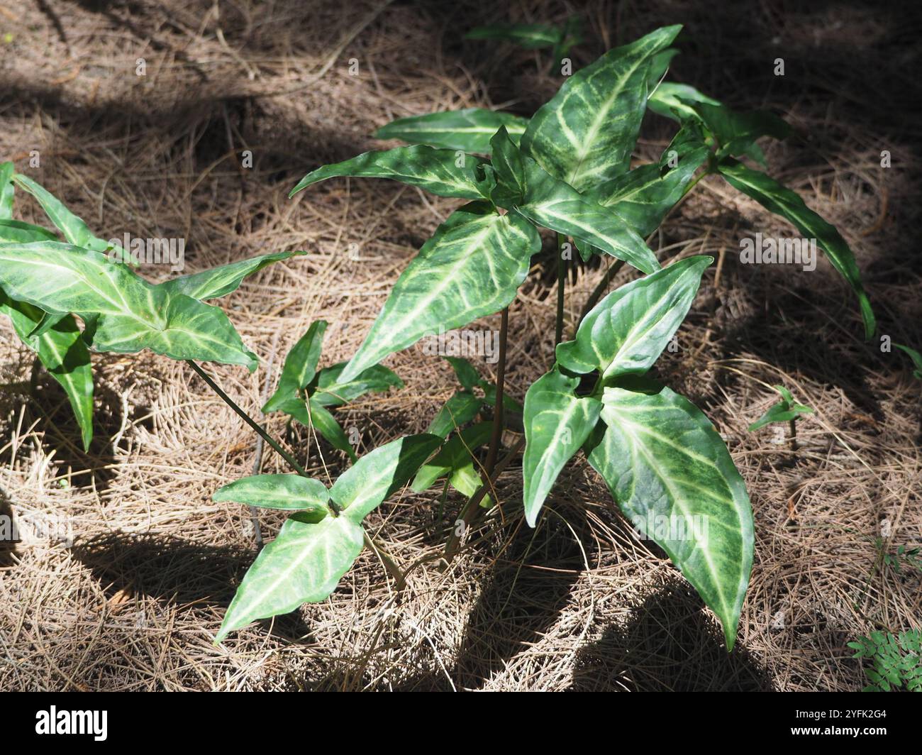 Goosefoot-plant (Syngonium podophyllum Stock Photo - Alamy