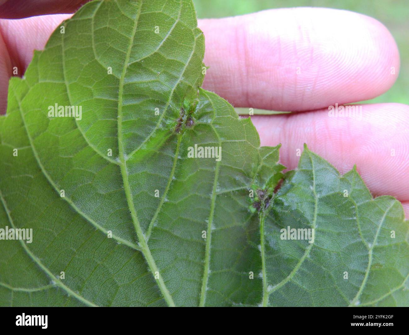 Winged and Once-winged Insects (Pterygota Stock Photo - Alamy
