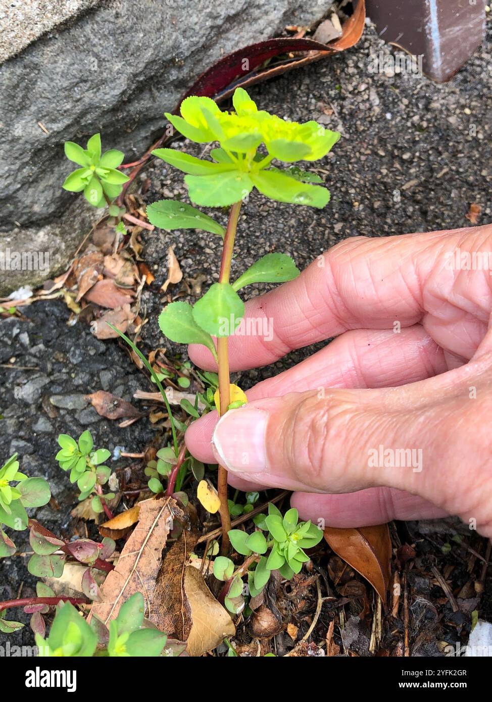 Sun spurge (Euphorbia helioscopia Stock Photo - Alamy