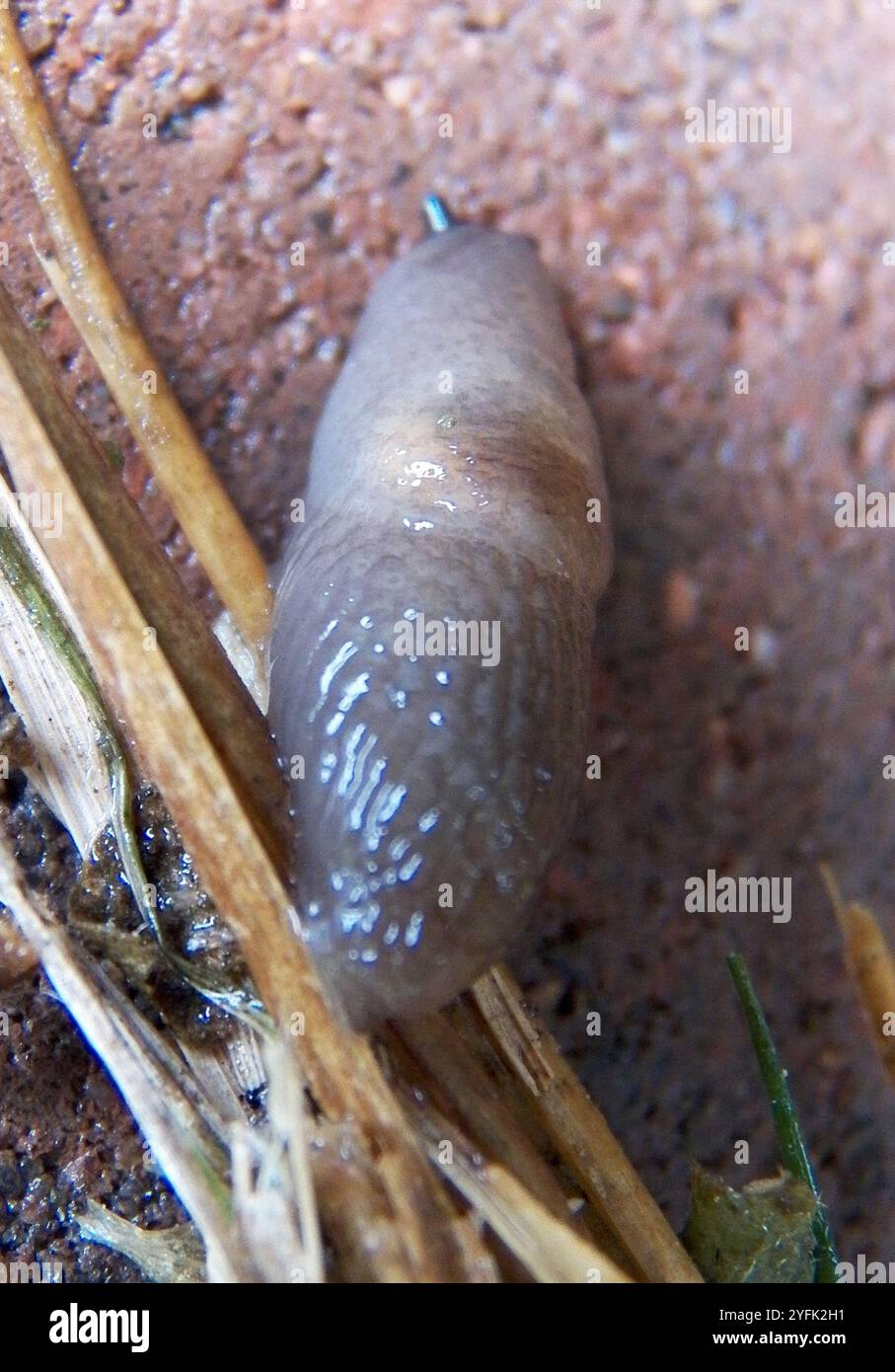 Smooth Land Slugs (Deroceras Stock Photo - Alamy
