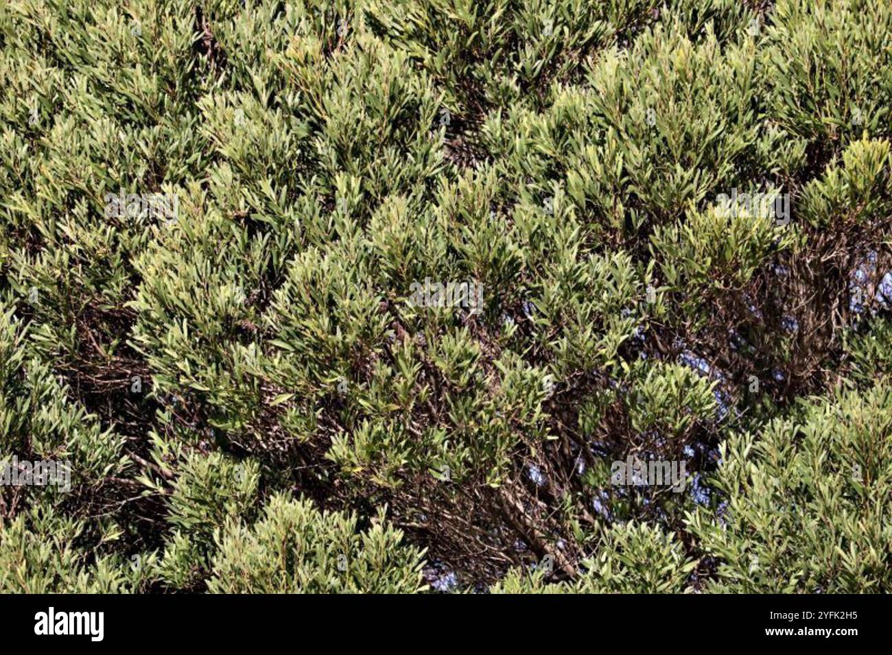 western coastal wattle (Acacia cyclops Stock Photo - Alamy