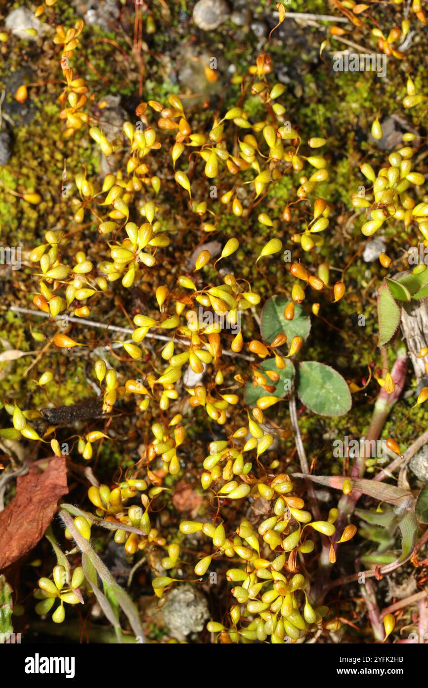 Bonfire moss (Funaria hygrometrica Stock Photo - Alamy