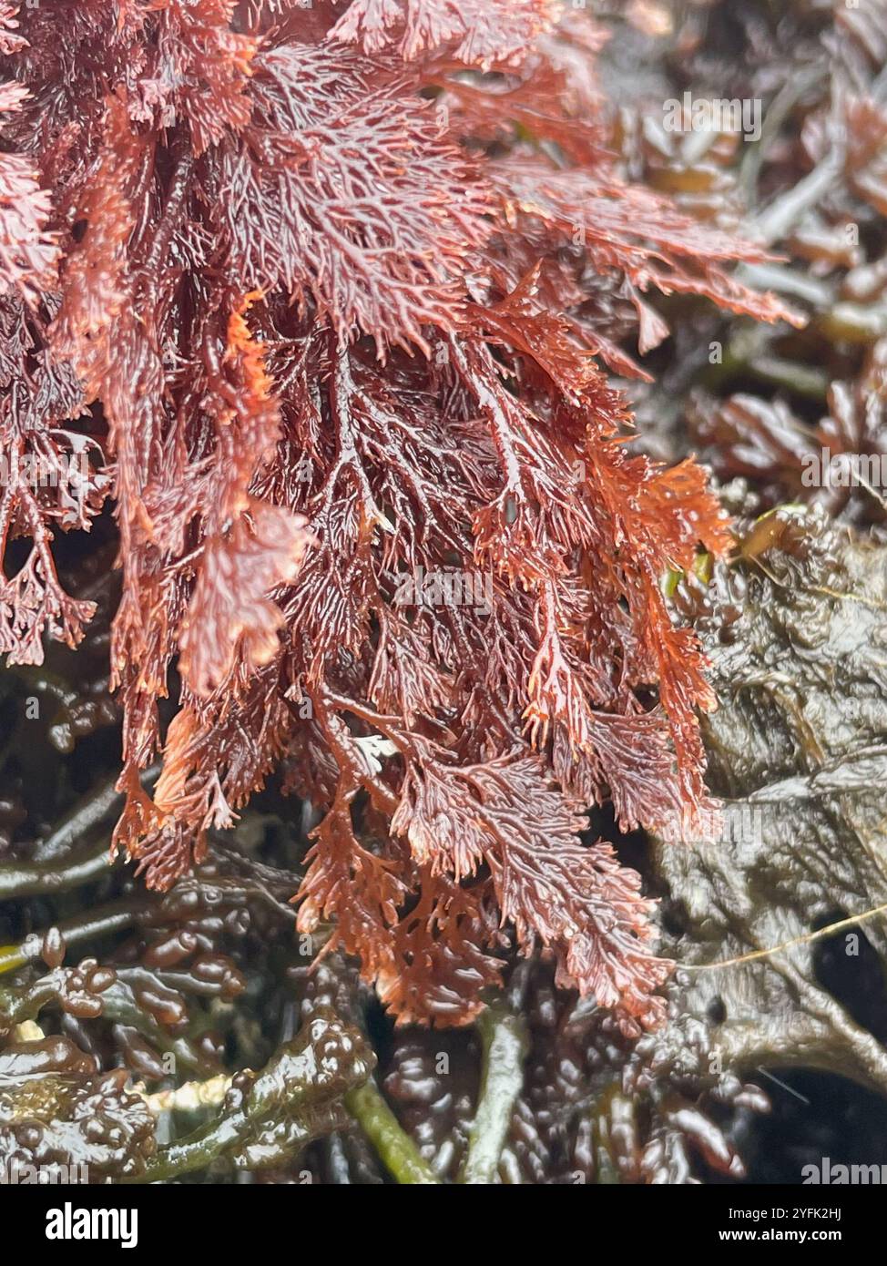 red algae (Rhodophyta Stock Photo - Alamy