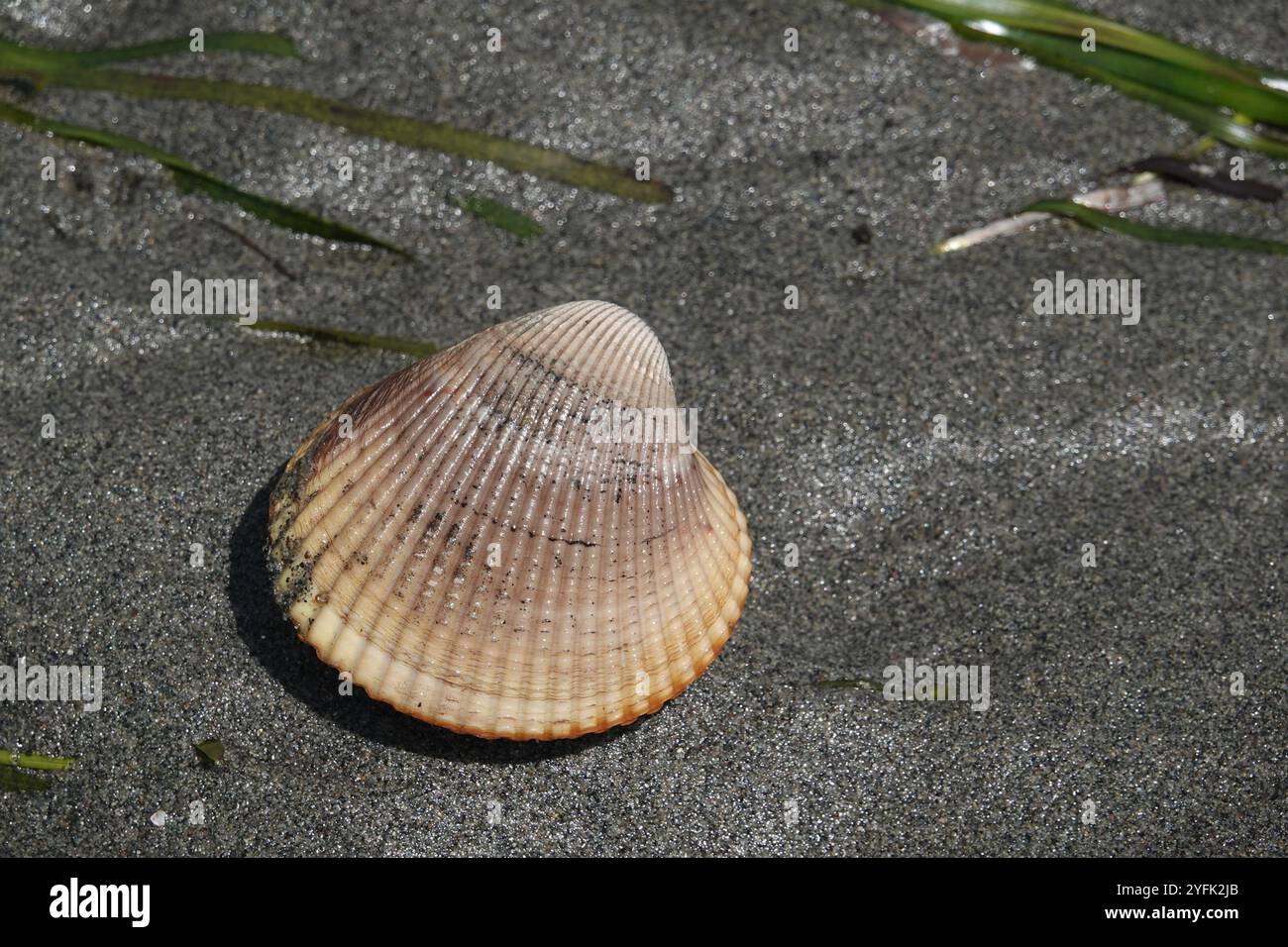 Clinocardium hi-res stock photography and images - Alamy