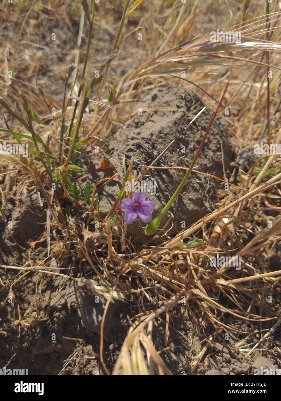 Mediterranean Stork's-bill (Erodium botrys Stock Photo - Alamy