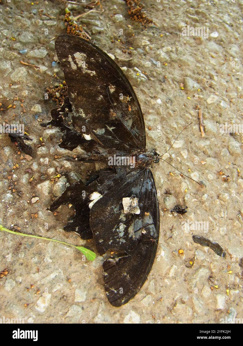 Red Helen Swallowtail (Papilio helenus Stock Photo - Alamy