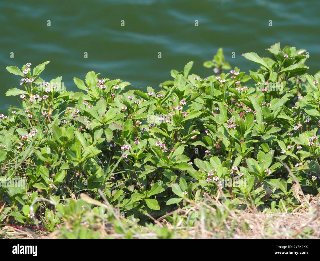 turkey tangle frogfruit (Phyla nodiflora Stock Photo - Alamy