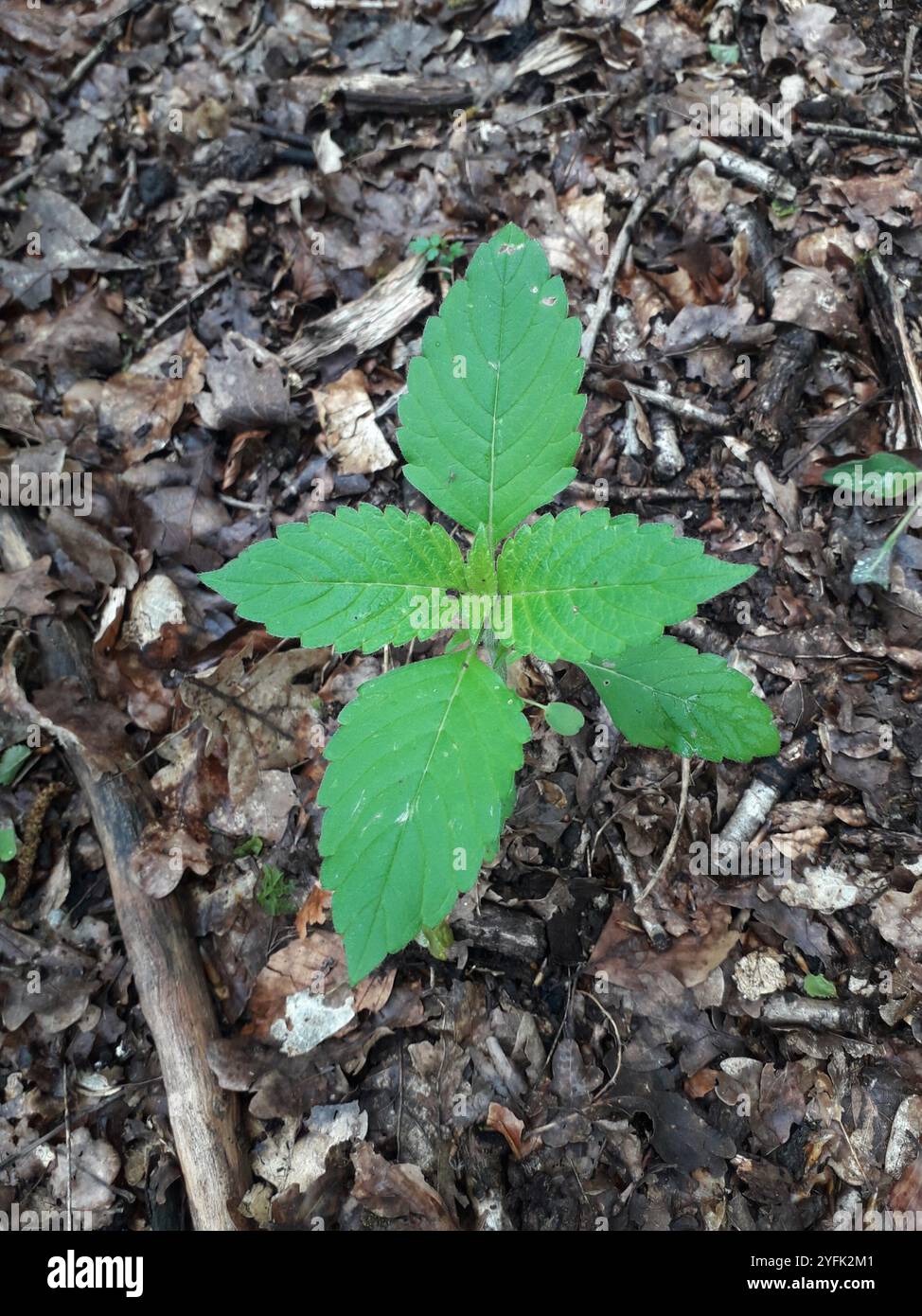 Common hemp-nettle (Galeopsis tetrahit Stock Photo - Alamy