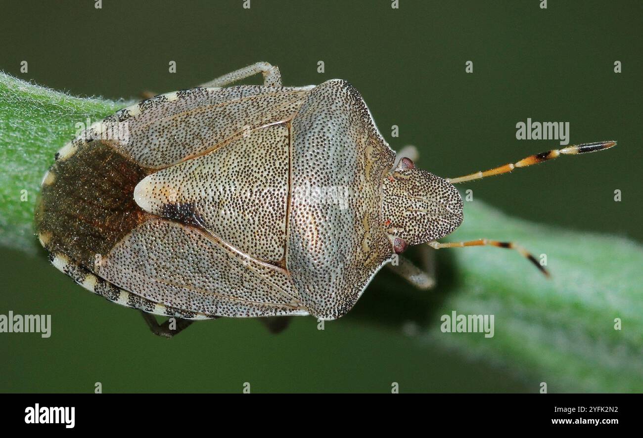 Peribalus strictus hi-res stock photography and images - Alamy