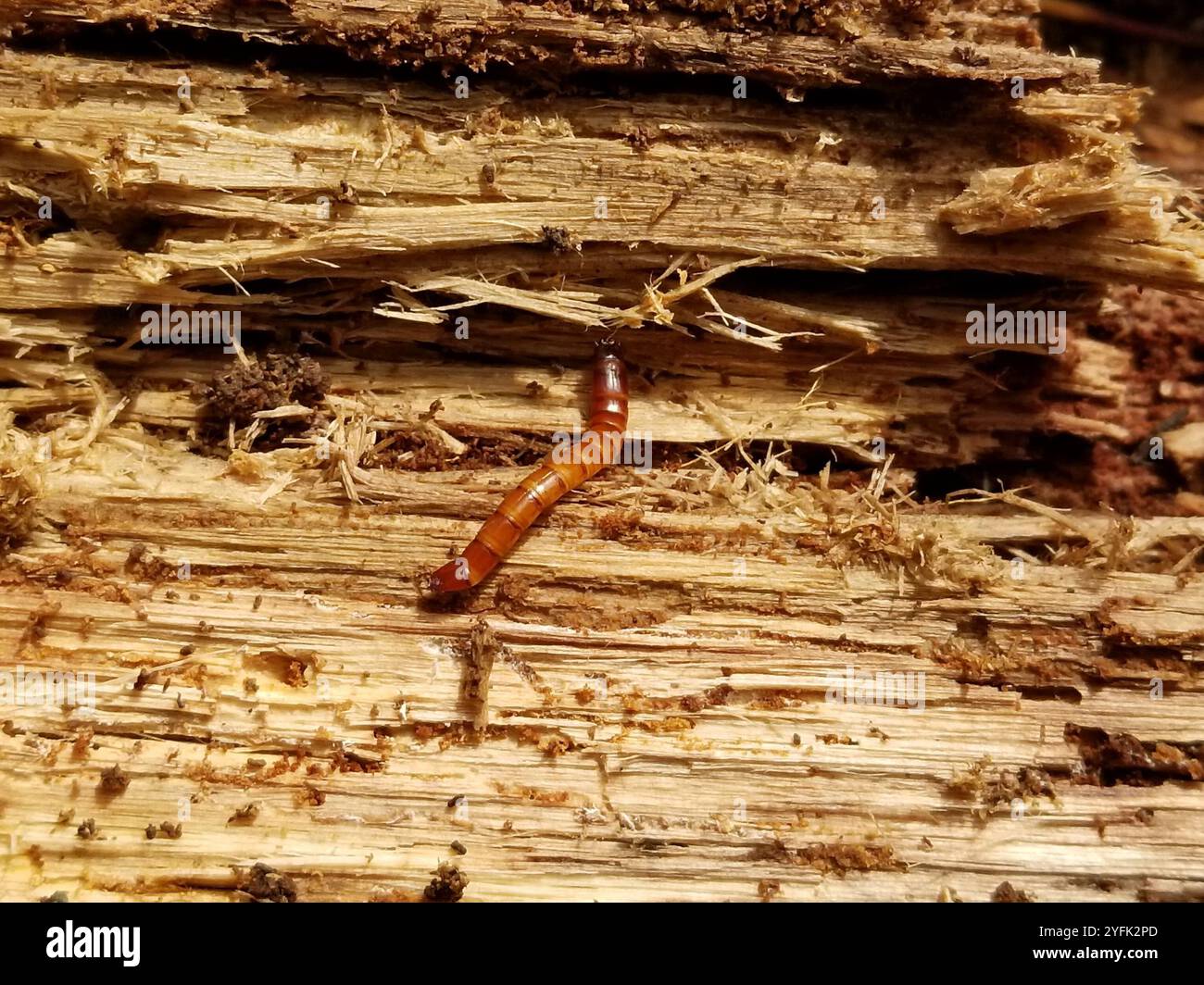 Water, Rove, Scarab, Long-horned, Leaf, and Snout Beetles (Polyphaga ...