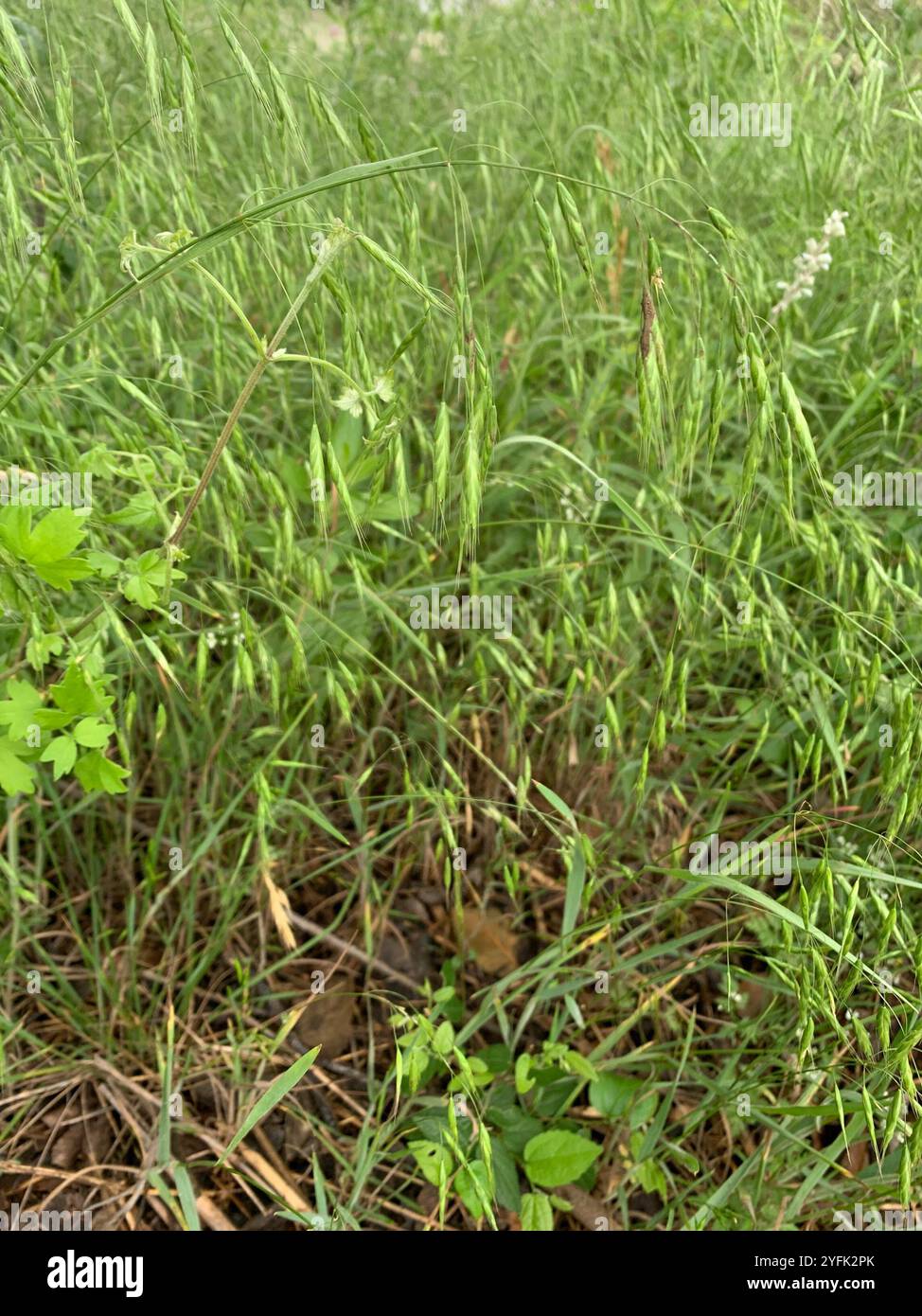 Japanese brome (Bromus japonicus Stock Photo - Alamy