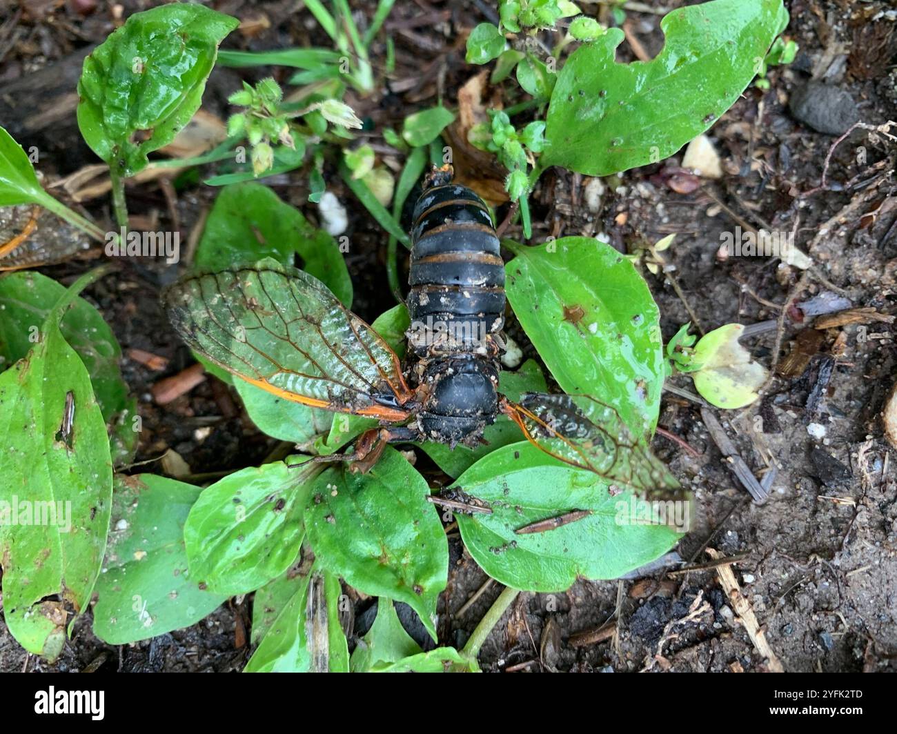 Periodical Cicadas (Magicicada Stock Photo - Alamy