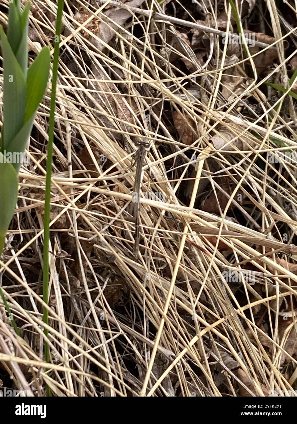 Narrow-winged Damselflies (Coenagrionidae Stock Photo - Alamy