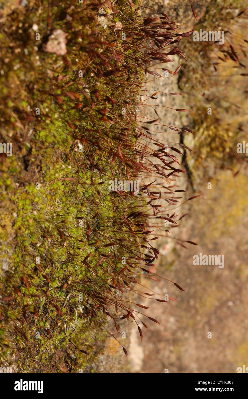Wall Screw-moss (Tortula muralis Stock Photo - Alamy