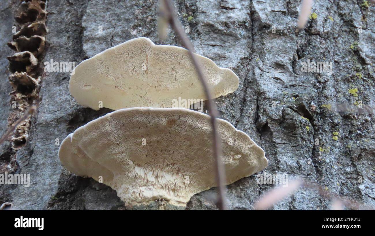Lumpy Bracket (Trametes gibbosa Stock Photo - Alamy