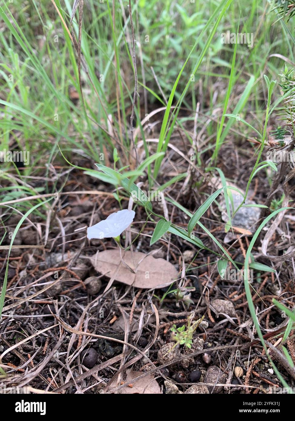 silky evolvulus (Evolvulus sericeus Stock Photo - Alamy