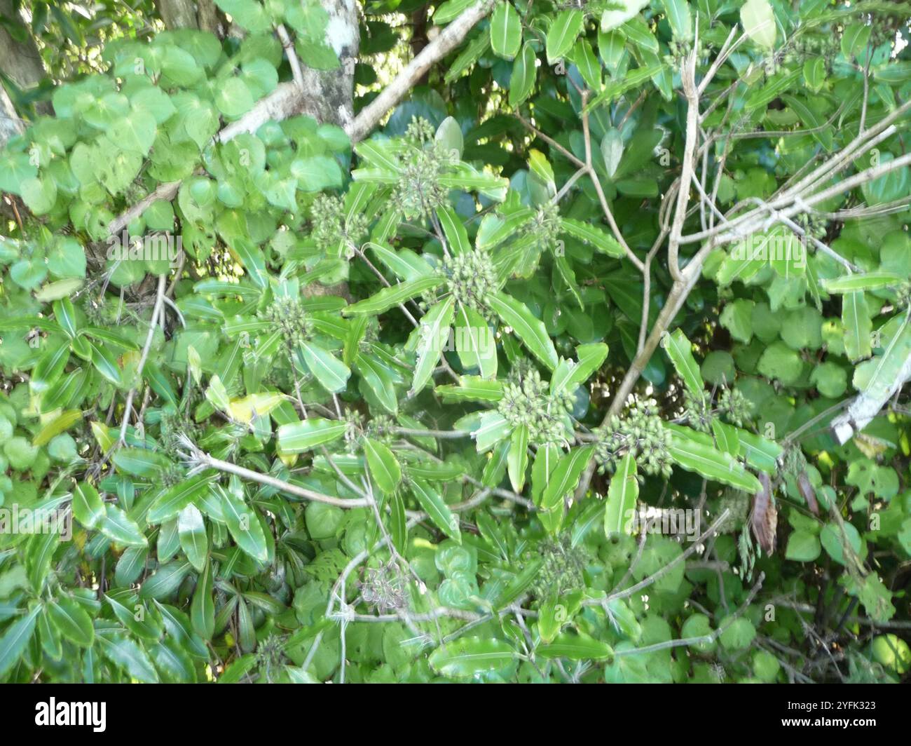 The tarata hi-res stock photography and images - Alamy