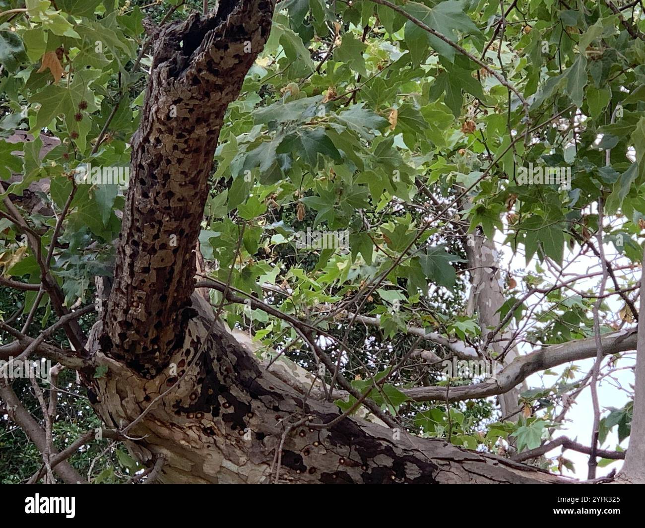 western sycamore (Platanus racemosa Stock Photo - Alamy