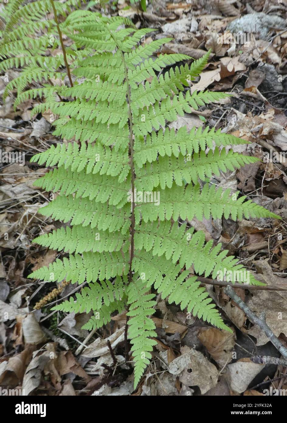 northern lady fern (Athyrium angustum Stock Photo - Alamy