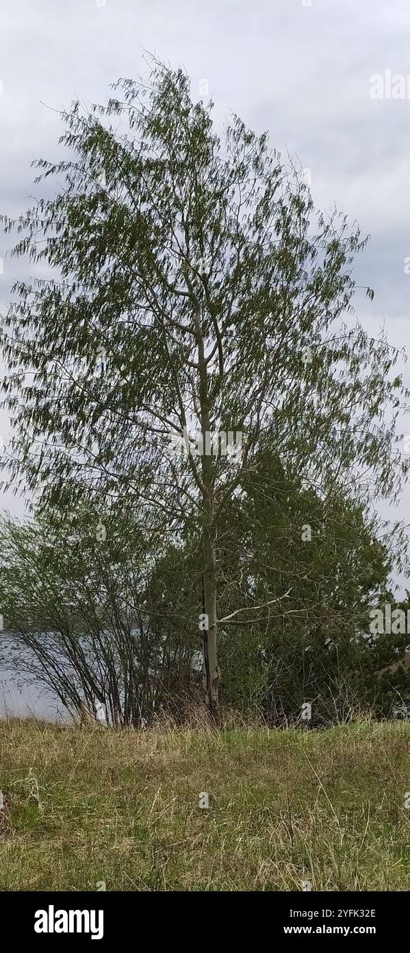 European aspen (Populus tremula Stock Photo - Alamy