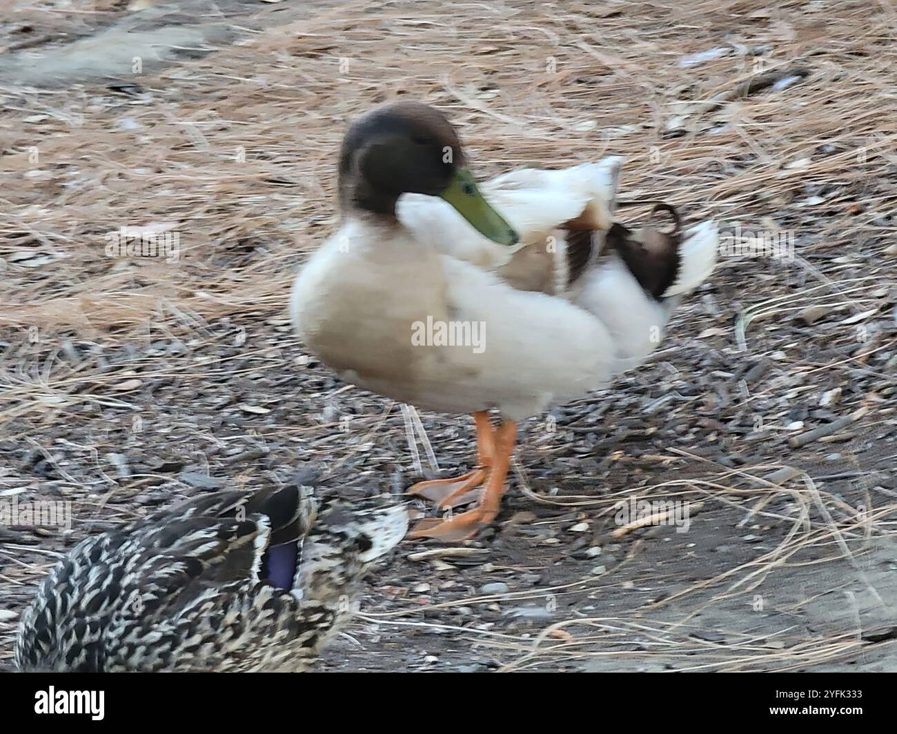 Domestic Mallard (Anas platyrhynchos domesticus Stock Photo - Alamy