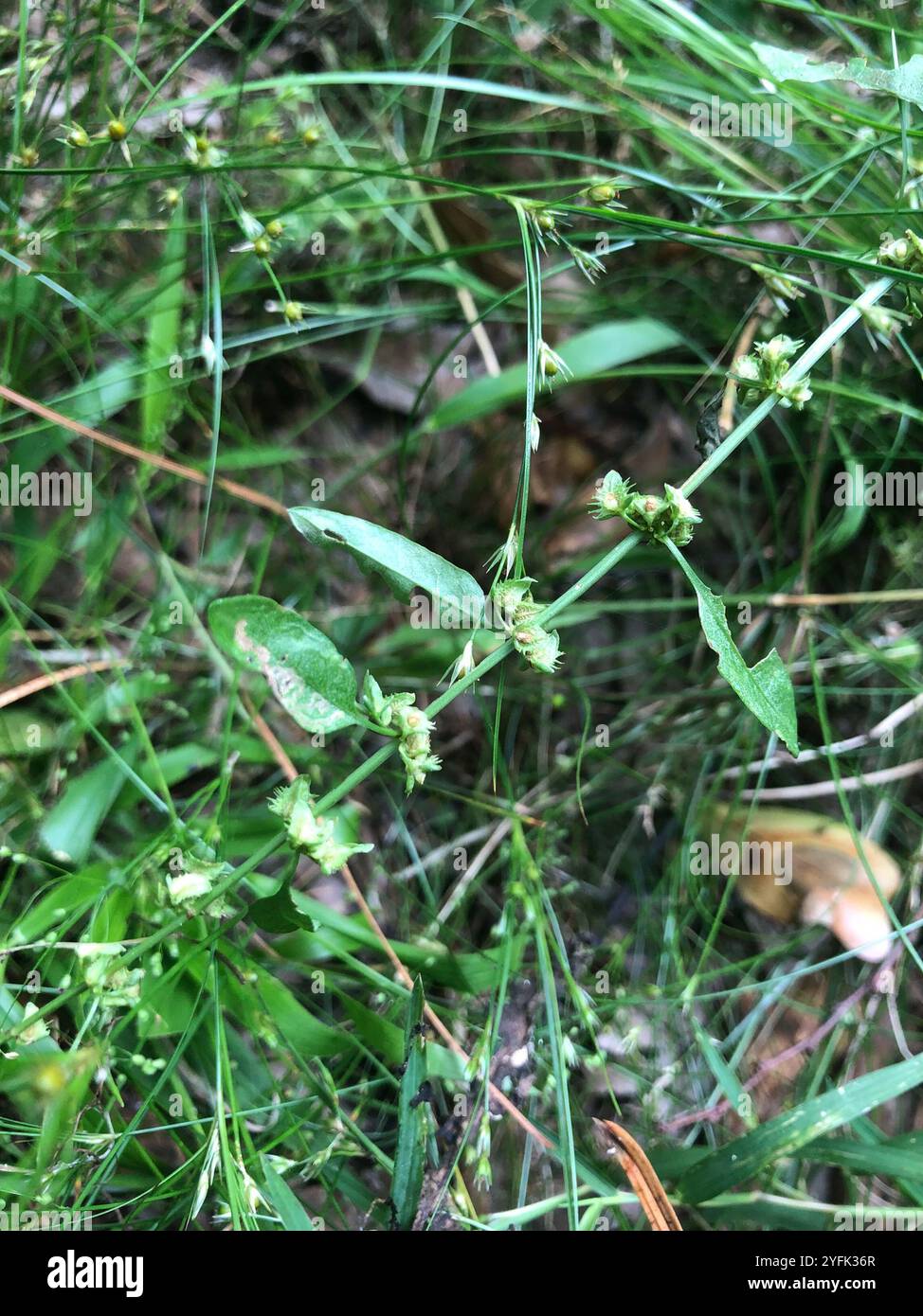 fiddle dock (Rumex pulcher Stock Photo - Alamy