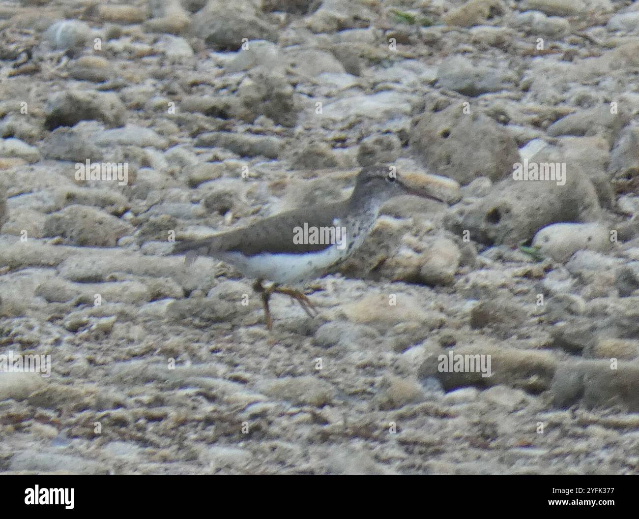 Spotted Sandpiper (Actitis macularius Stock Photo - Alamy