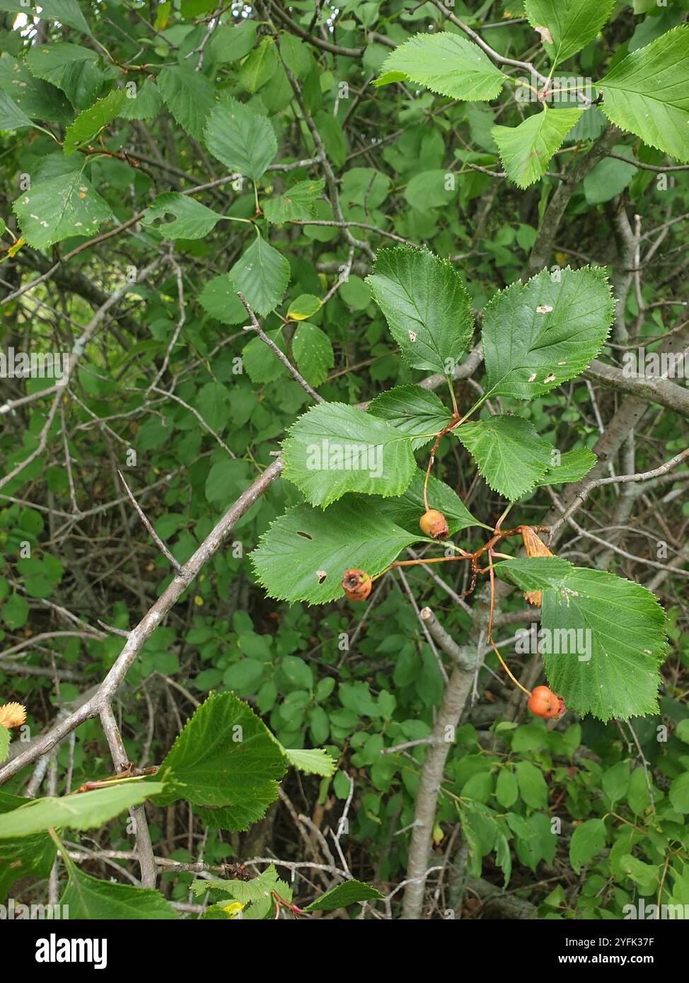 Large-thorn hawthorn (Crataegus macracantha Stock Photo - Alamy