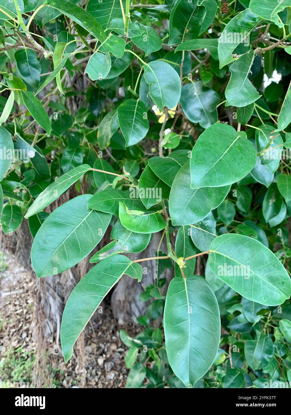 Shortleaf Fig (Ficus citrifolia Stock Photo - Alamy