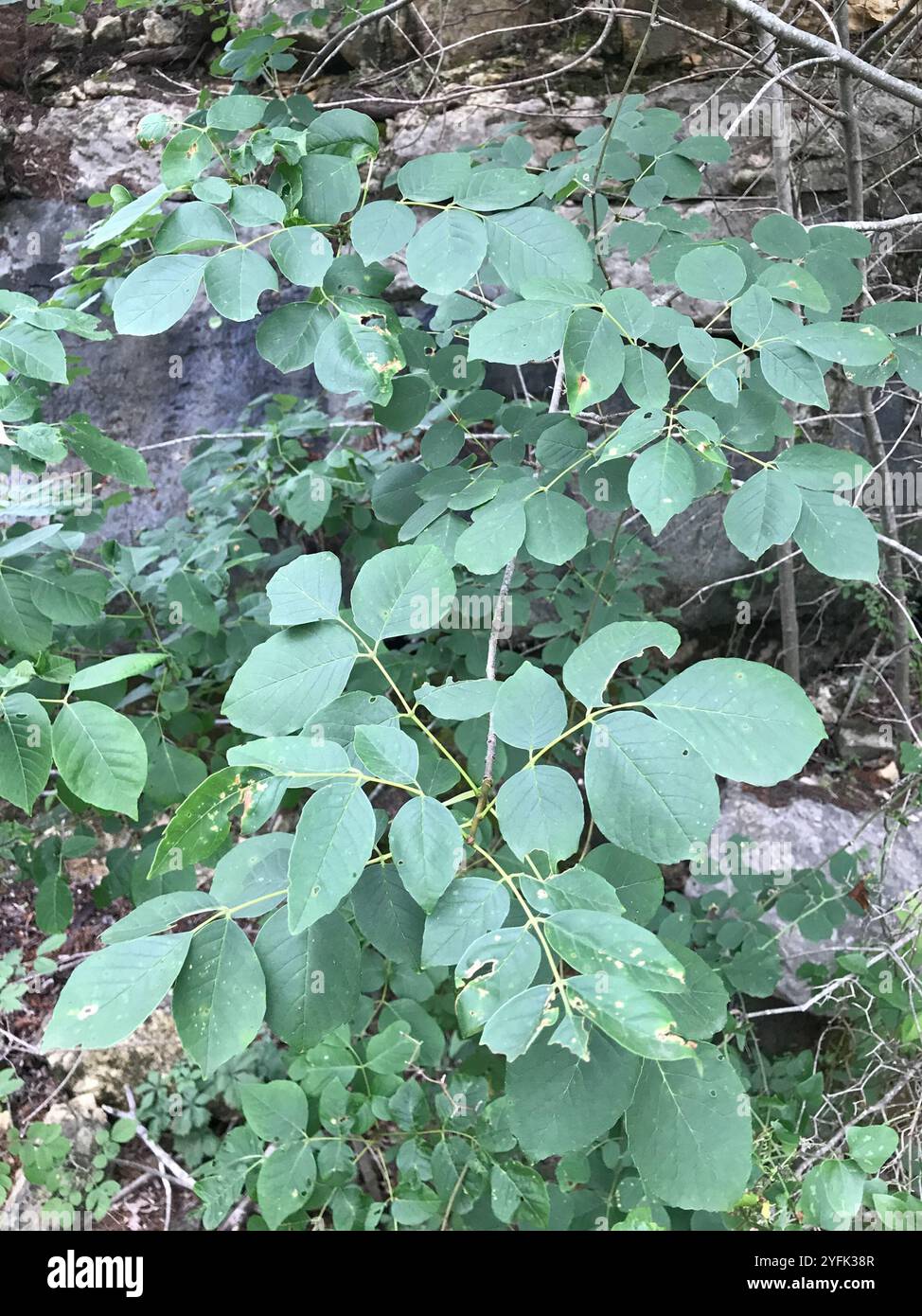 Texas ash (Fraxinus albicans Stock Photo - Alamy