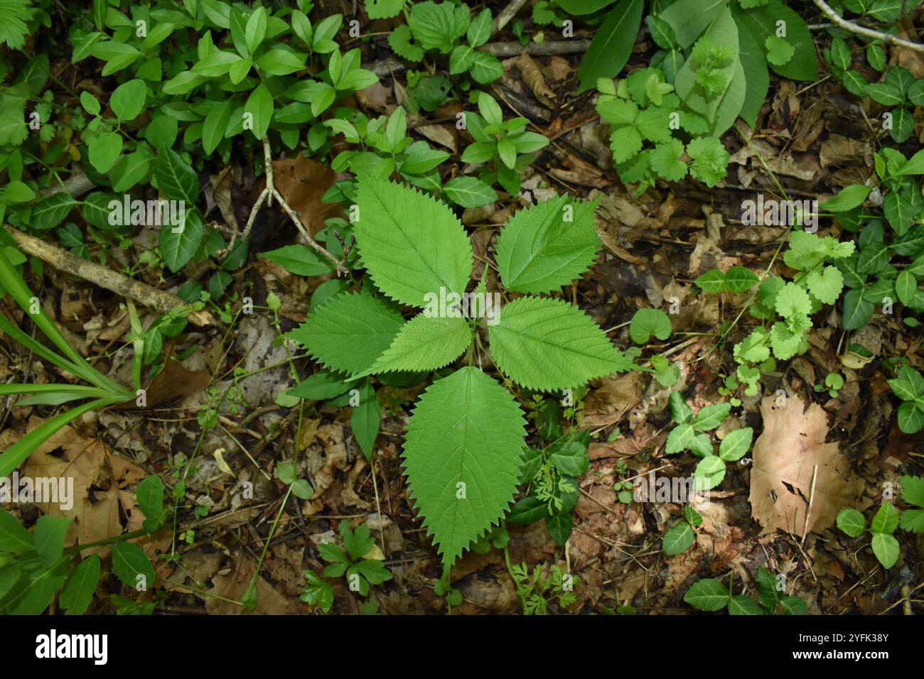 wood nettle (Laportea canadensis Stock Photo - Alamy