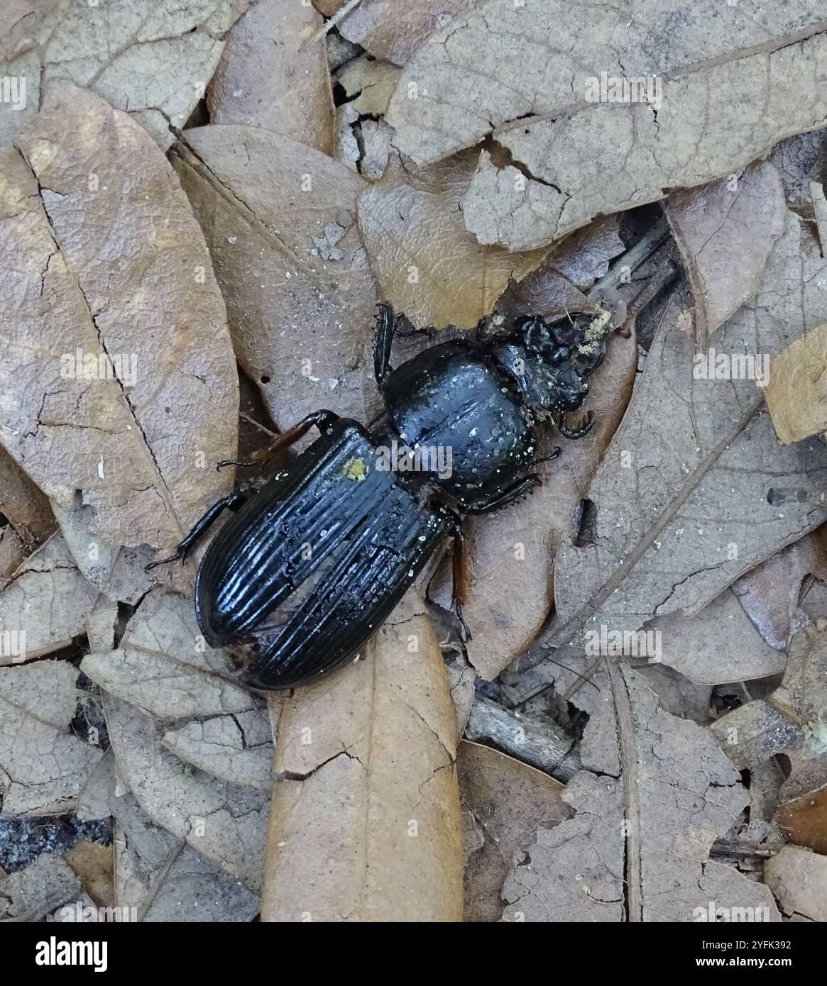 Horned Passalus Beetle (Odontotaenius disjunctus Stock Photo - Alamy