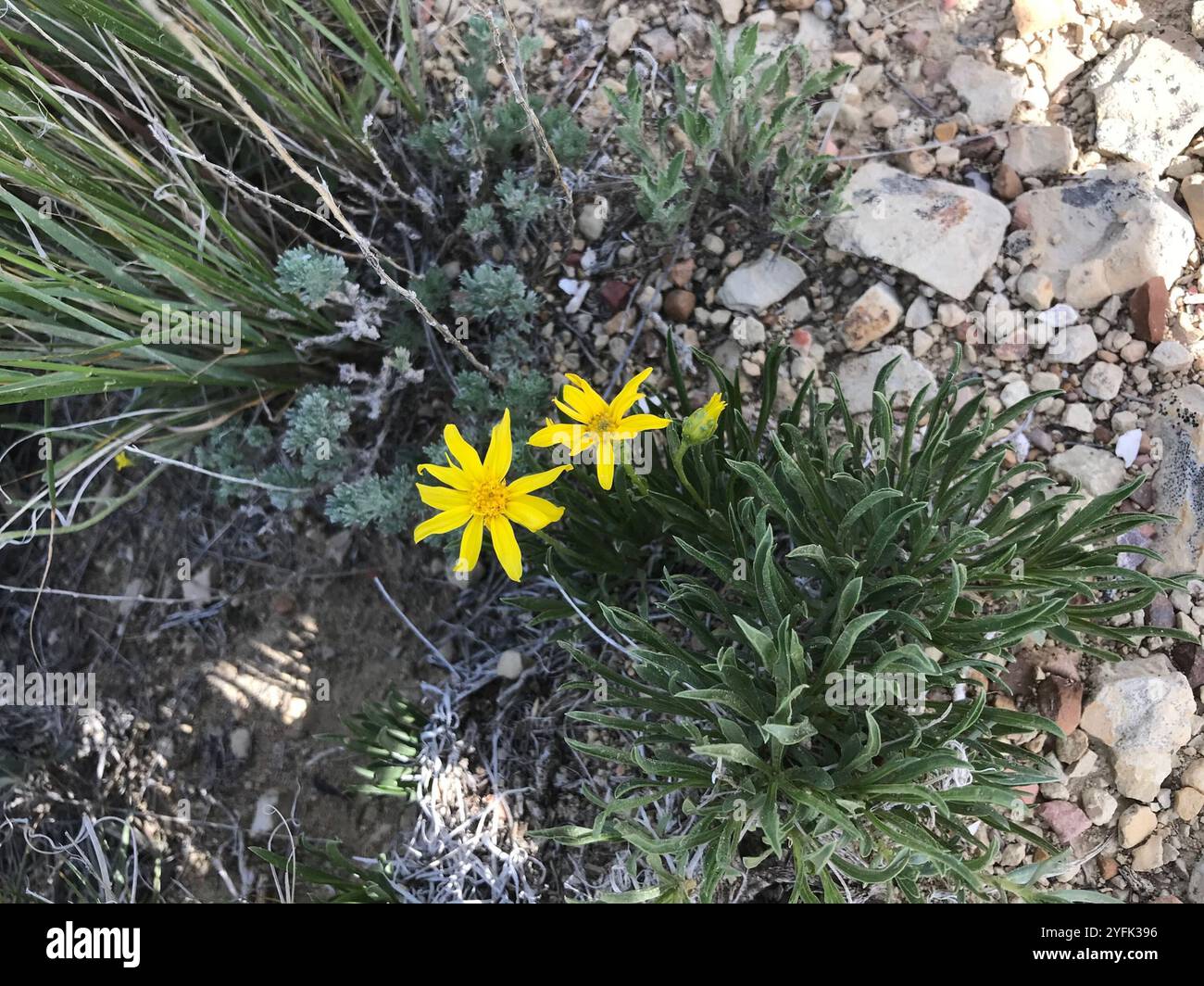 Thrift Mock Goldenweed (Stenotus armerioides Stock Photo - Alamy