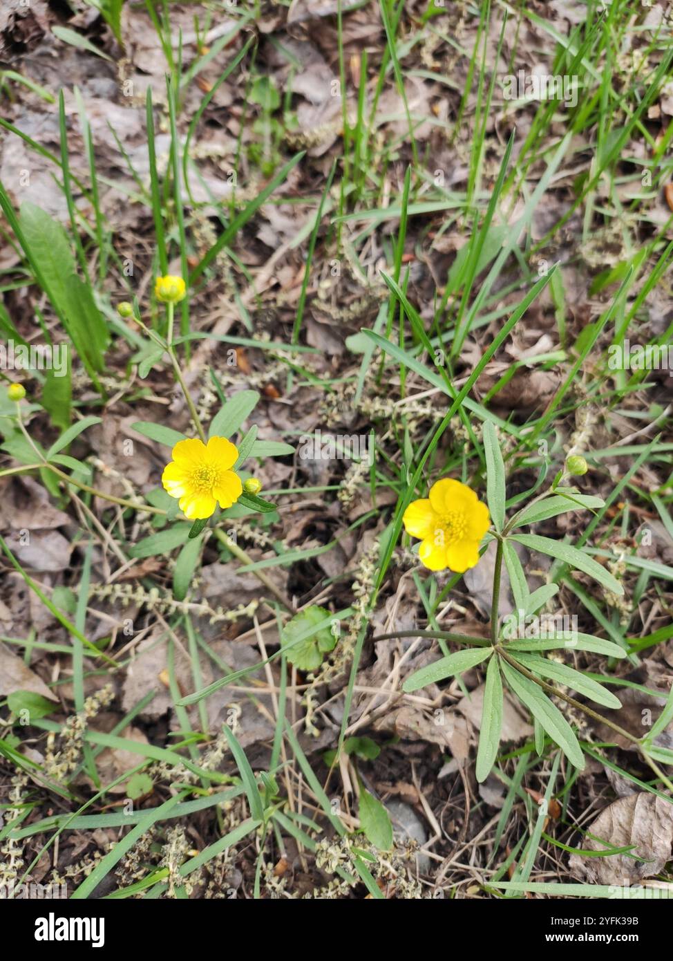 One-leaf buttercup (Ranunculus monophyllus Stock Photo - Alamy
