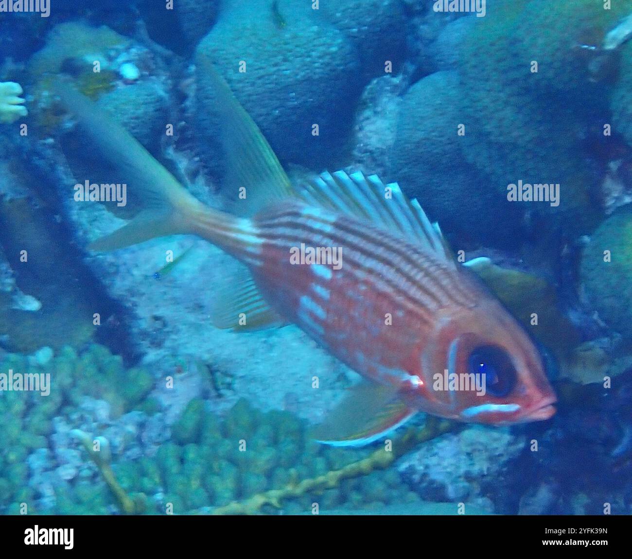 Longspine Squirrelfish (Holocentrus rufus Stock Photo - Alamy