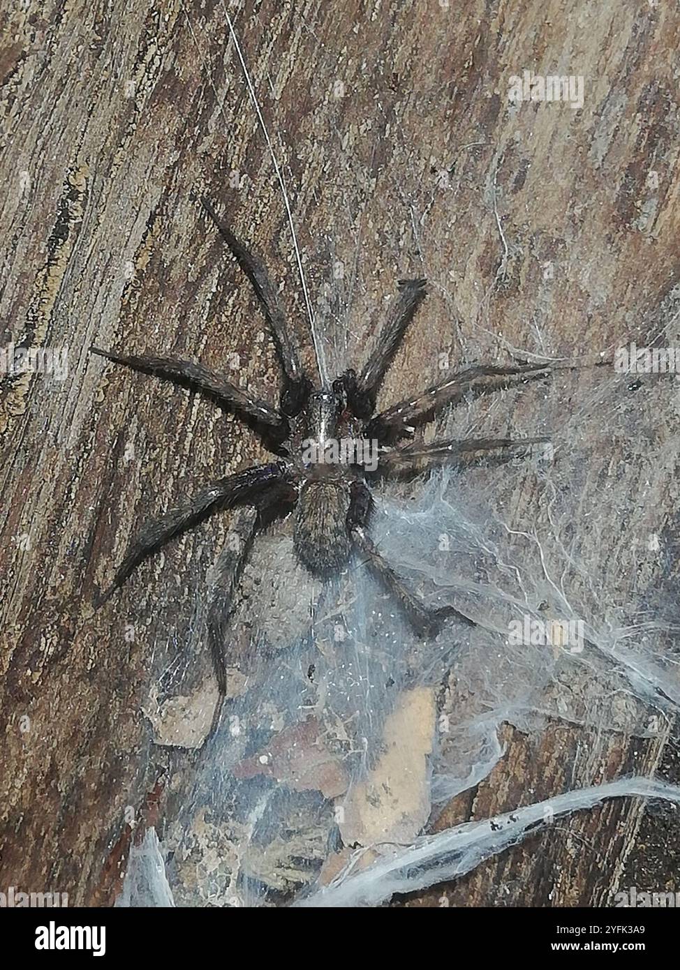 Funnel Weavers (Agelenidae Stock Photo - Alamy