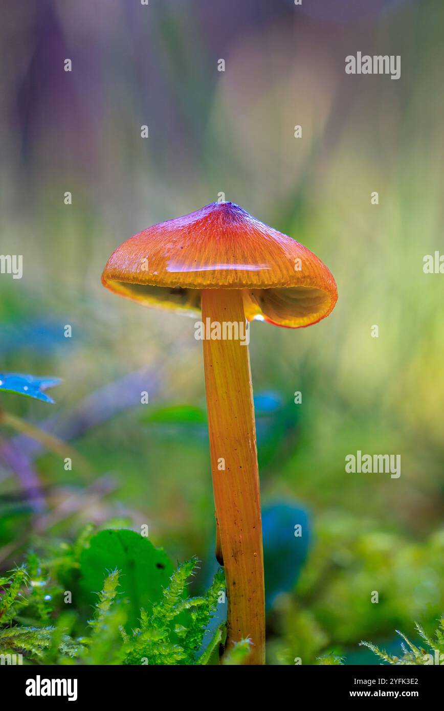 Witchs hat fungi hi-res stock photography and images - Alamy