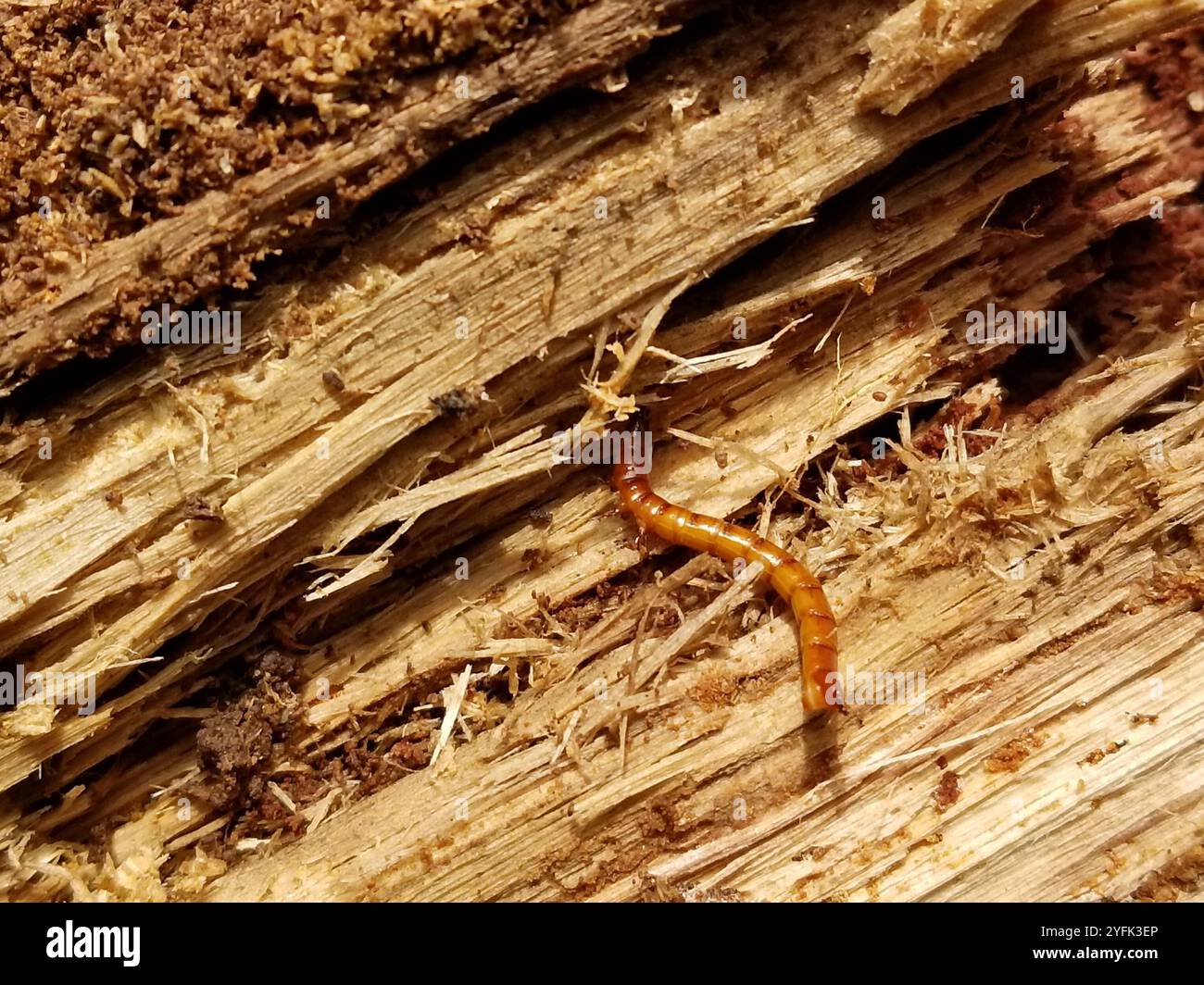 Water, Rove, Scarab, Long-horned, Leaf, and Snout Beetles (Polyphaga ...