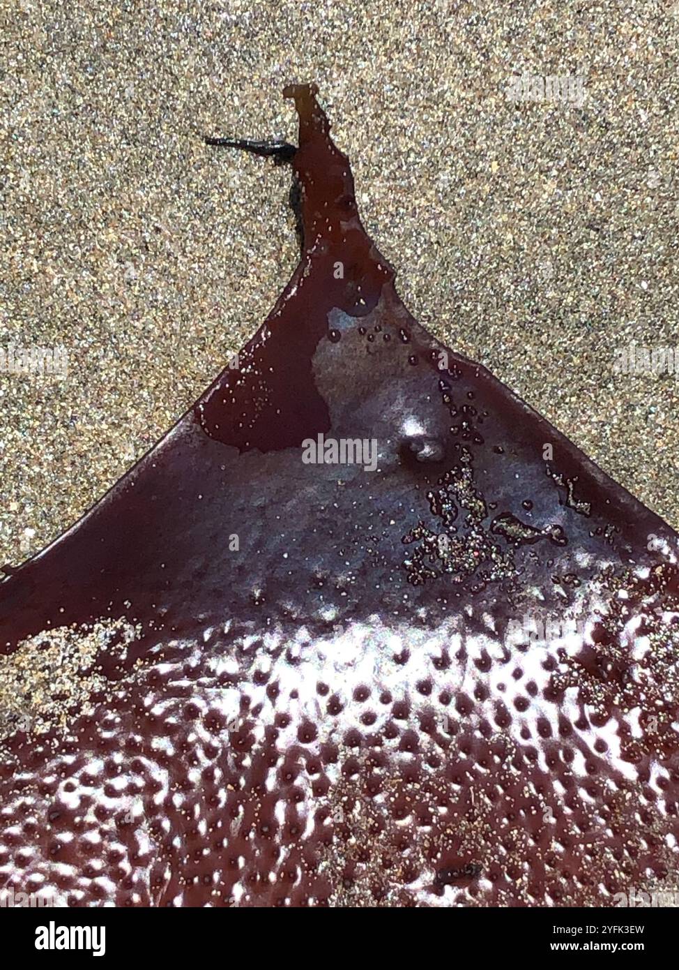 Turkish Towel (Chondracanthus exasperatus Stock Photo - Alamy