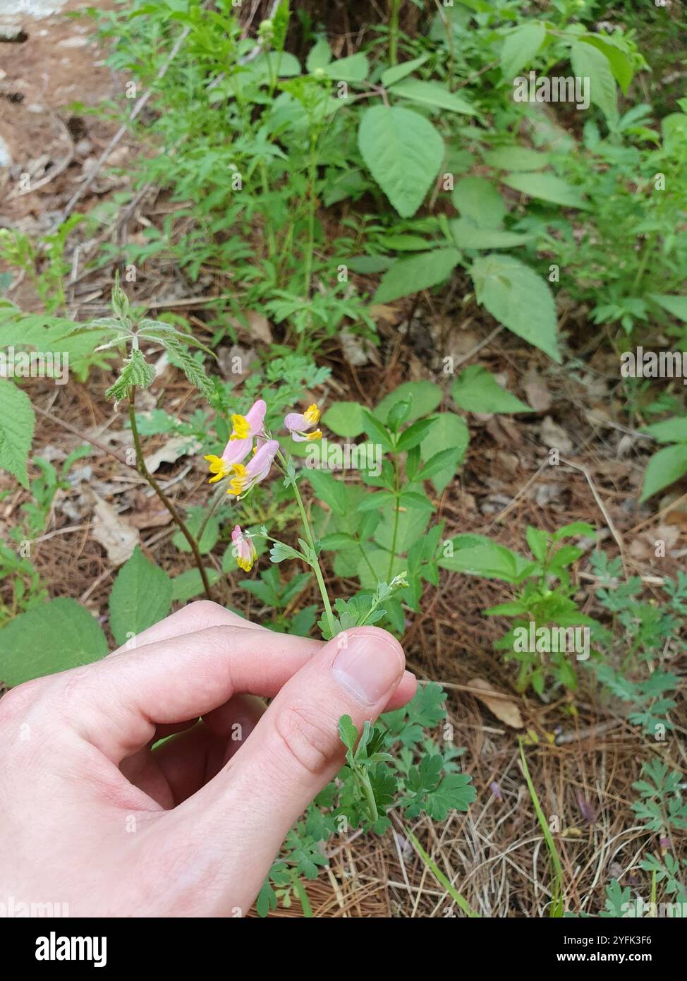 rock harlequin (Capnoides sempervirens Stock Photo - Alamy