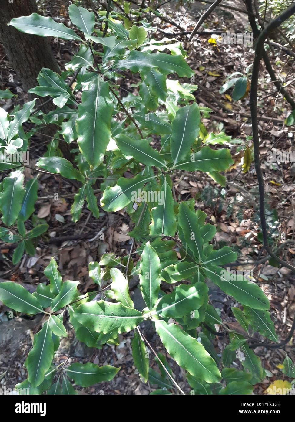 tarata (Pittosporum eugenioides Stock Photo - Alamy