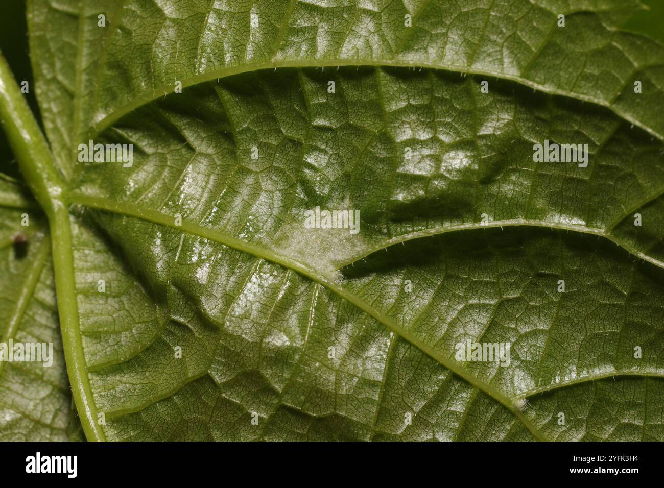 Lime Felt Gall Mite (Eriophyes leiosoma Stock Photo - Alamy