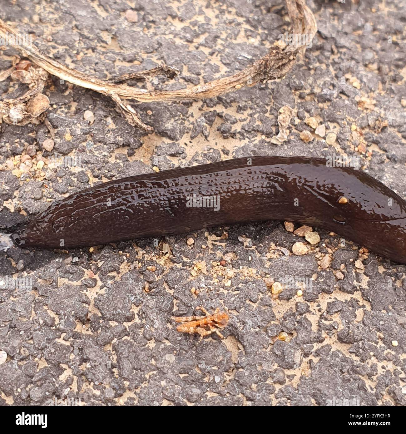 Greenhouse Slug (Milax gagates Stock Photo - Alamy