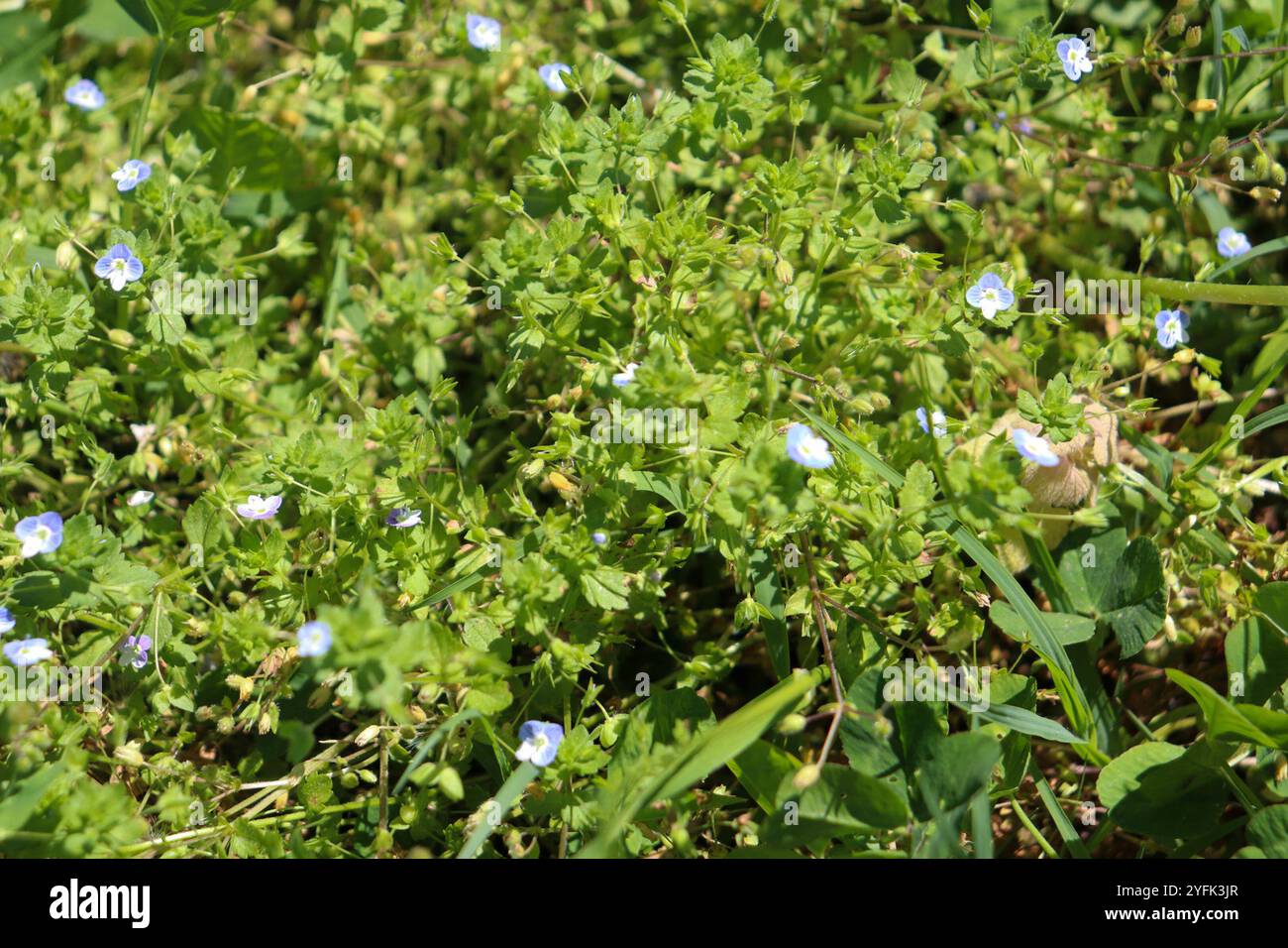 bird's-eye speedwell (Veronica persica Stock Photo - Alamy