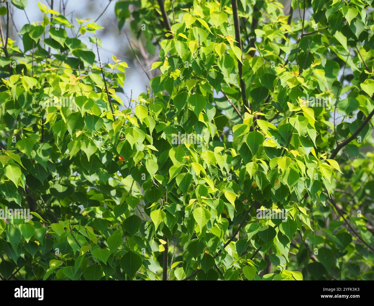 Chinese Tallow (Triadica sebifera Stock Photo - Alamy