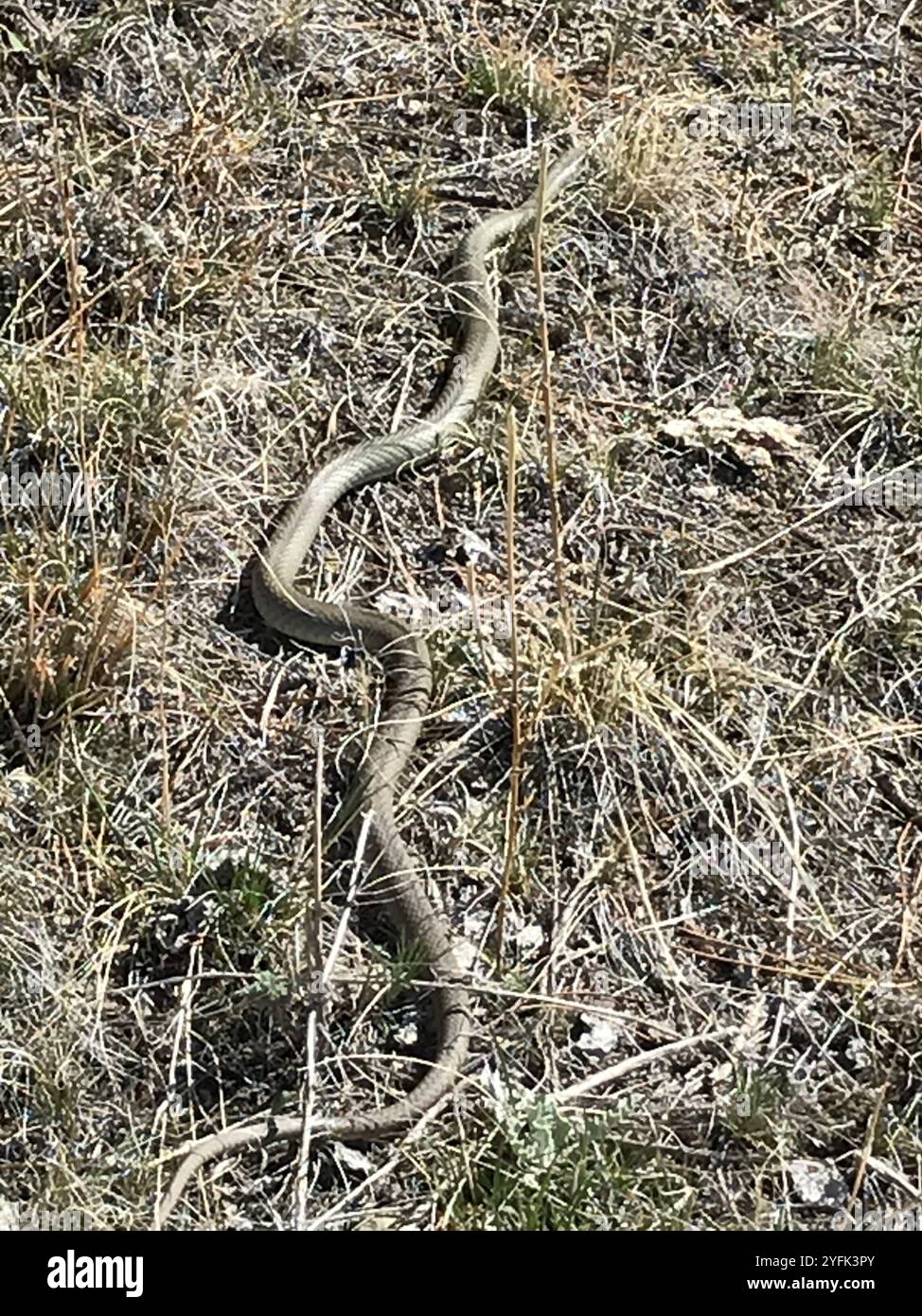 Eastern yellow bellied racer hi-res stock photography and images - Alamy